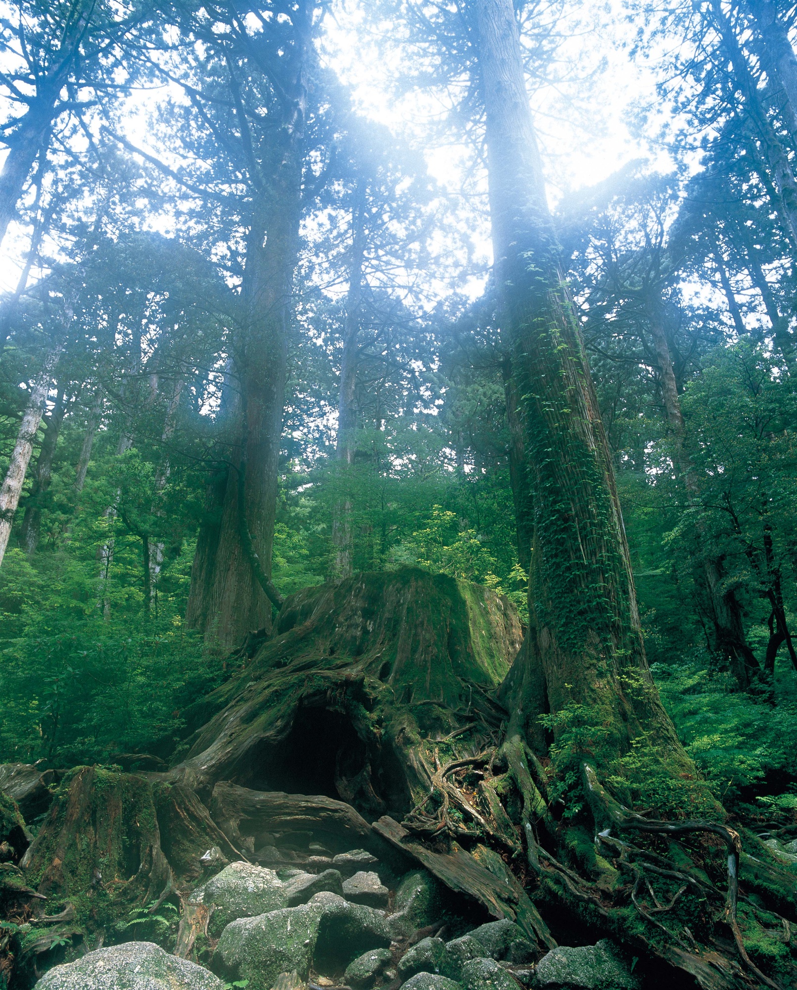 YAKUSHIMA HIKING TOUR – 3 DAYS | HANKYU TRAVEL INTERNATIONAL EUROPE UK